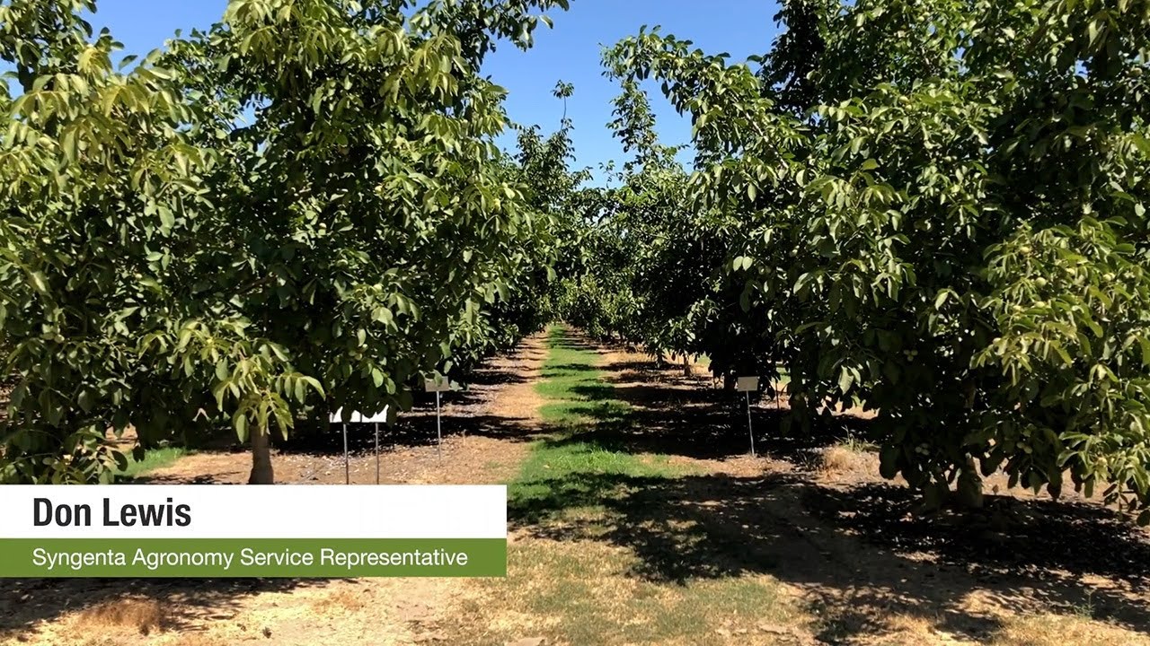 Hickman CA Walnuts Ridomil Gold SL Fungicide Trial