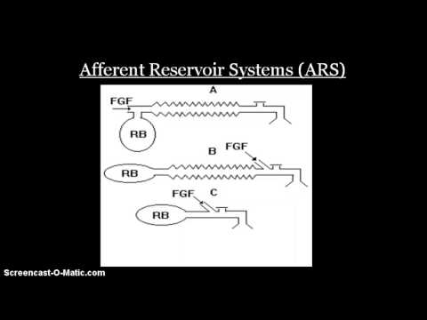 Paediatric Circuits – St George Anaesthesia Education