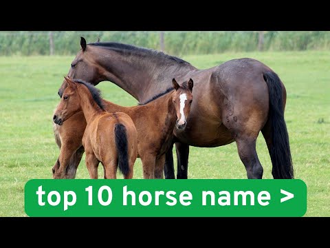 Top 10 Horse Names - Best Names For A Pet Horse (White, Arabian, Black Horse Names) 🐴