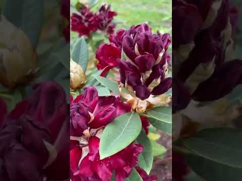 You Need a Little Magic in Your Life | Rhododendron Black Magic