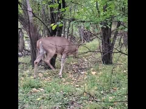 Nice Buck - Skokie Lagoons - Cook County Forest Preserves - Illinois
