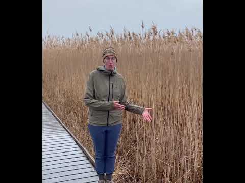 Ever wonder about native vs non native species?