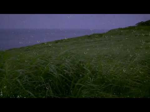 Rain & Wind Sounds for Sleep & Relaxation w/ Distant Thunder & Ocean Waves | Relaxing White Noise