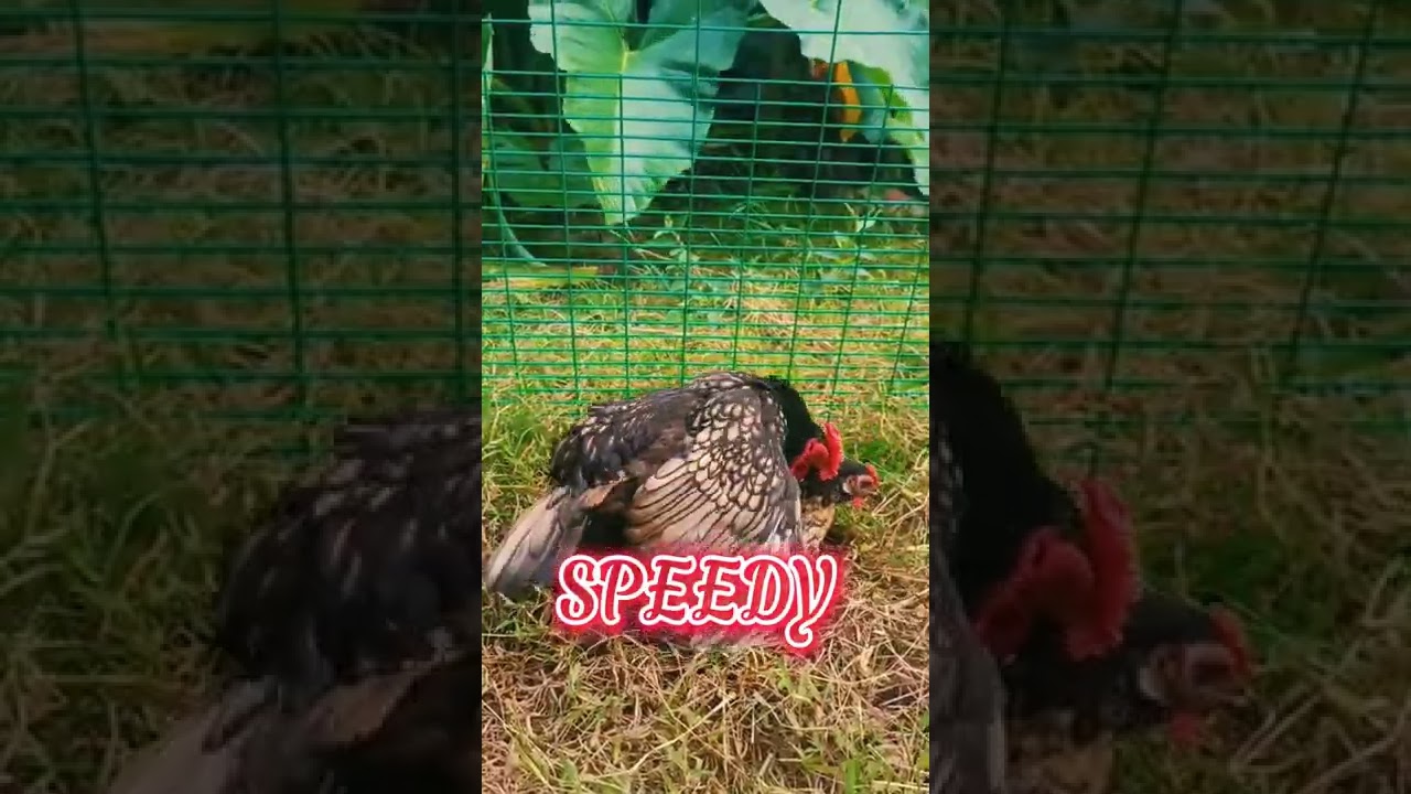 Speedy breeding Progress #shorts #bantam