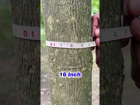 Interesting Facts about Teak Plants #teakplants #teakwood