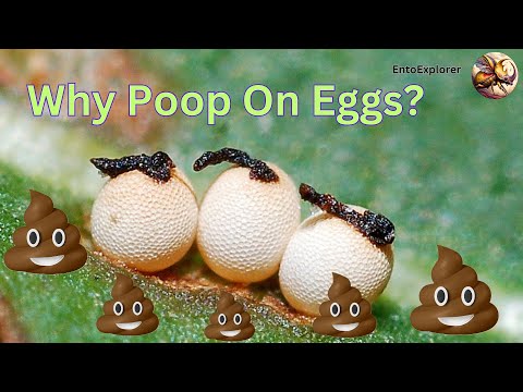 Why Do Beetles Poop On Their Eggs?