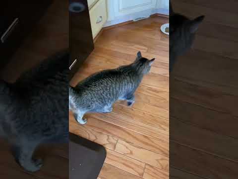Making A Pet Paw Print Picture