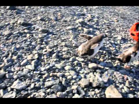 Baby Penguins in a Antarctica Rookery
