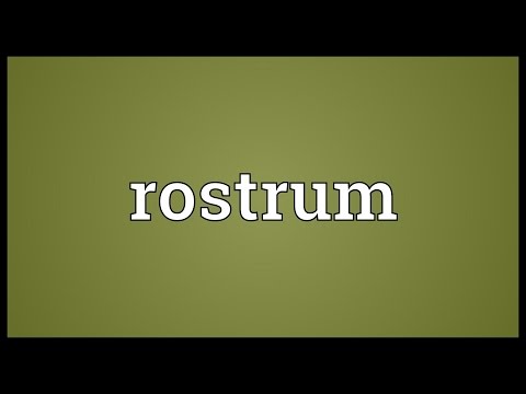 Rostrum Meaning
