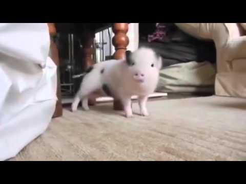 Steam Community :: Video :: PIG DANCE ON RIHANNA WORK