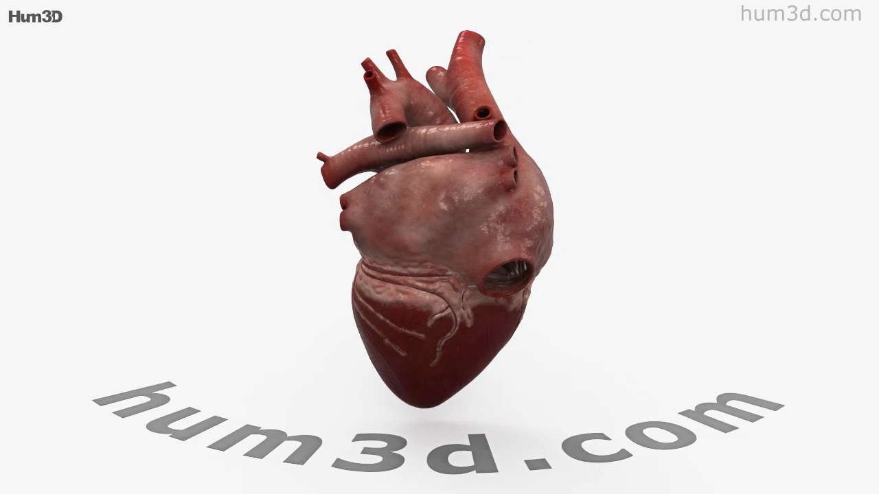 Human Heart Cross Section 3D model by 3DModels.org