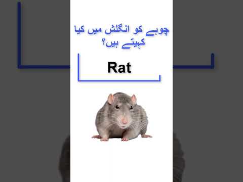 Rat 🐀 translation 😲? #shorts #vocabulary #ytshorts