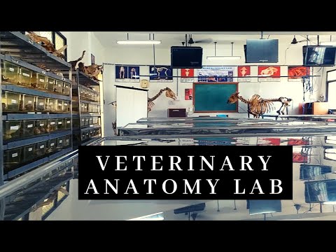 Transforming the traditional Veterinary Anatomy labs with digitalization | Vet Visit