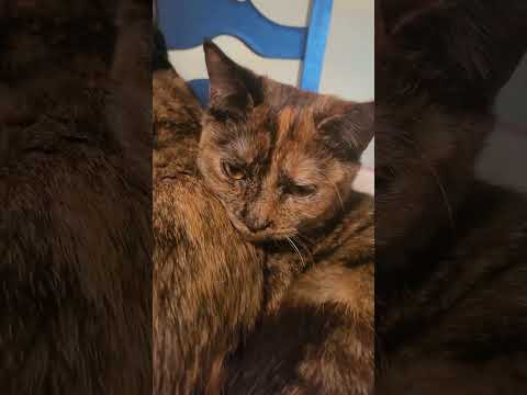 Feline Friendship in a Nutshell!