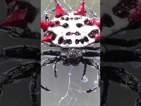 Disturbing spider images