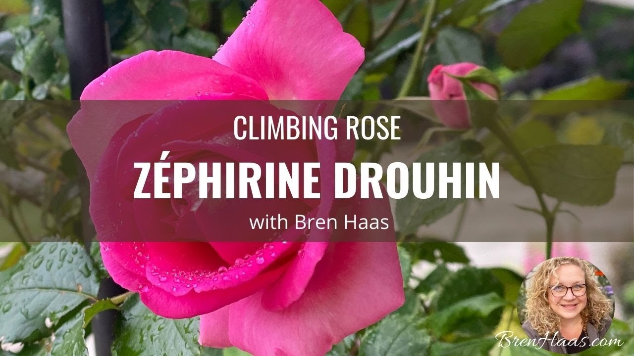 ZÉPHIRINE DROUHIN Climbing Rose Review