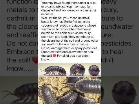 Rollie Pollies ( subgroup of isopod crustaceans )( function )