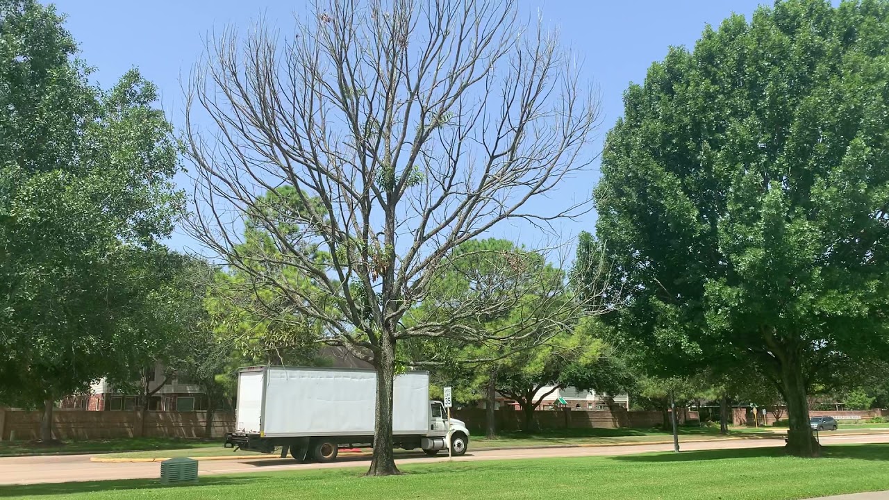 Chinkapin Oak - Freeze Damage?