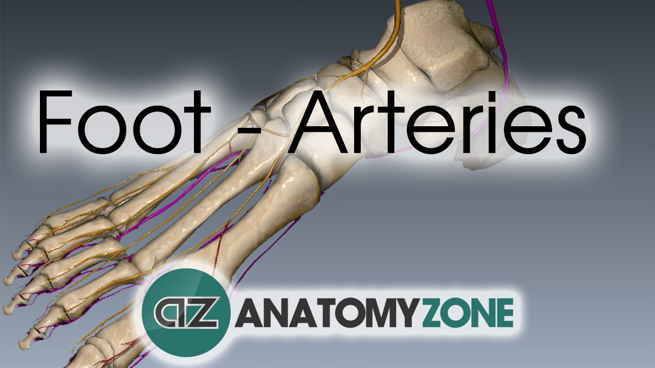 Foot Arteries - 3D Anatomy Tutorial
