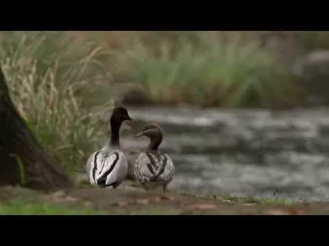 3.7 Australian Wood Duck (Game Duck Species)