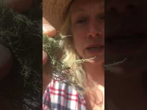 How to Identify Usnea