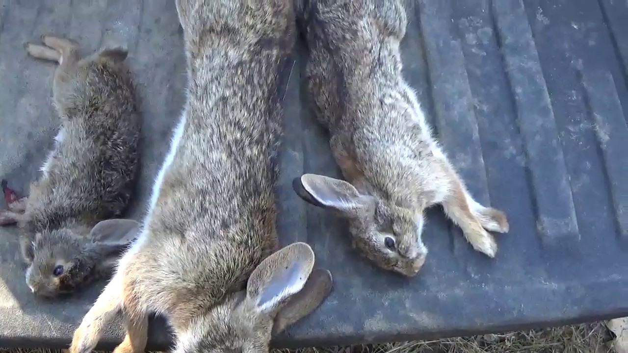 The difference between a cottontail and a swamp rabbit