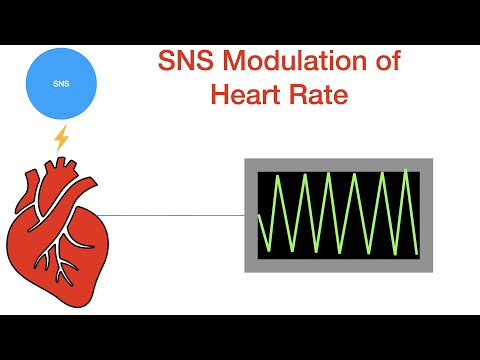 How Does the SNS affect Heart Rate?