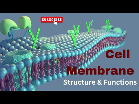 Cell membrane: Structure and Functions|| Biology.