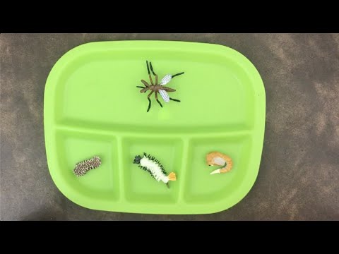 Insect | Mosquito | Life Cycle | Kids | Science | Read Aloud | Book | Activity