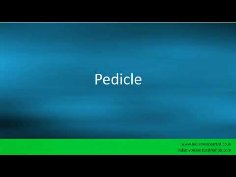 Pronunciation of the word(s) "Pedicle".