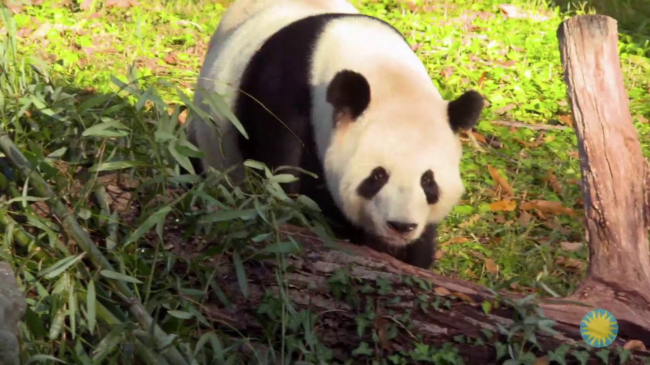 Explore Smithsonian: What External Adaptations do Pandas Have for Their Unique Diet