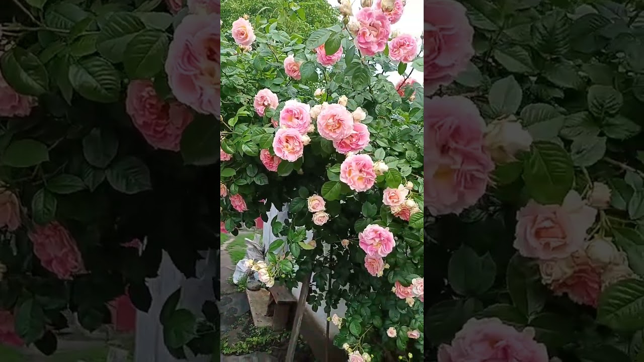 Роза Цезарь (Cesar) - купить в Минске, доставка почтой по Беларуси ...