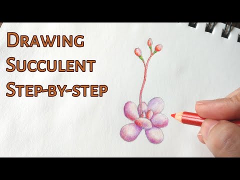 Drawing a cute succulent with colored pencil step-by-step EP.1 | Draw with Me