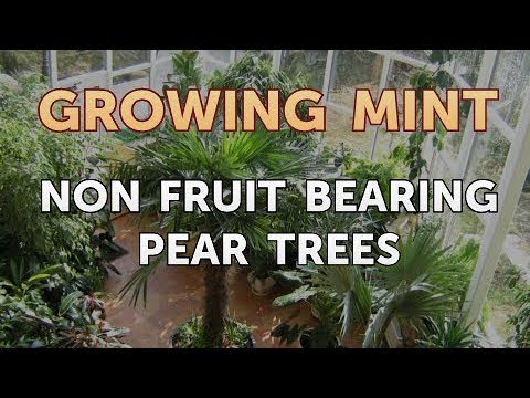 Non Fruit Bearing Pear Trees