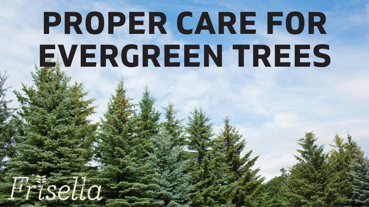 Watering Guide: Evergreen Trees | Frisella Nursery