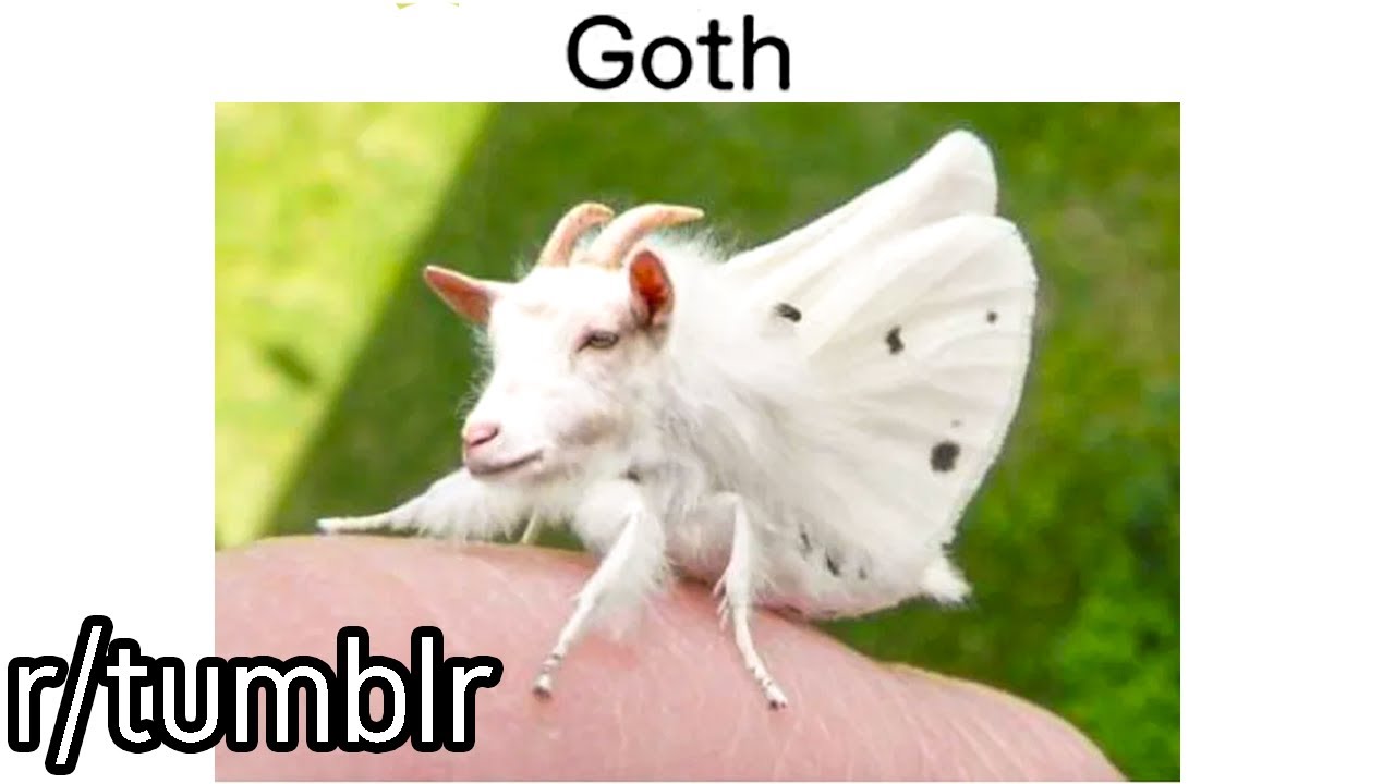 r/tumblr | A GOTH.