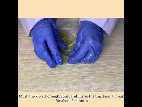 Kiwi DNA Extraction