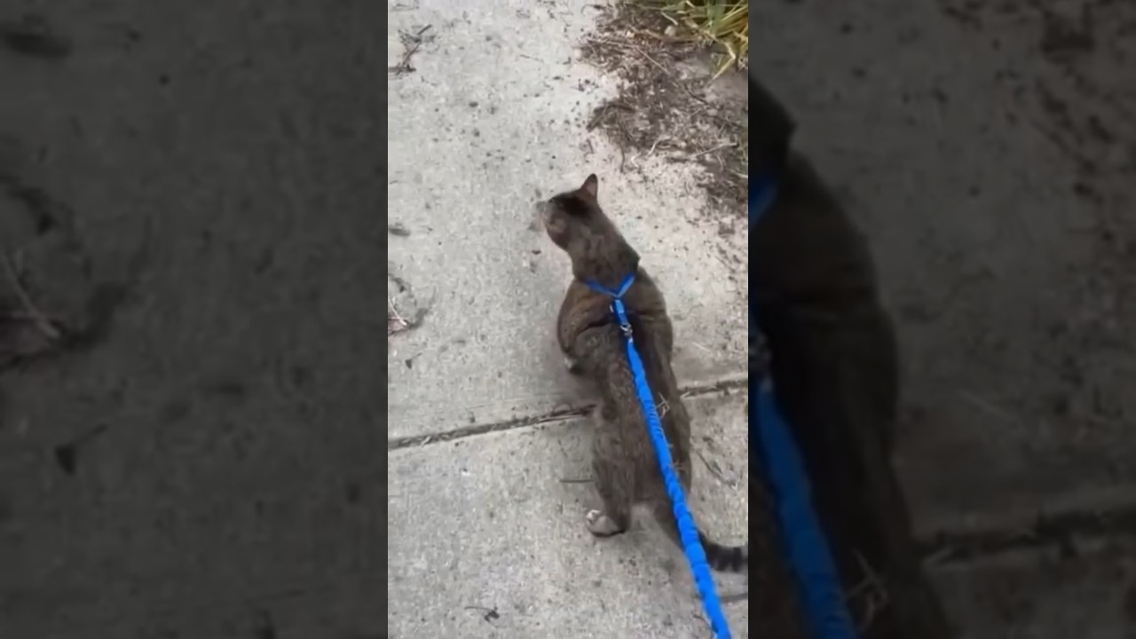 muscular cat #cat #cats #rendigoodboy #animals #muscular #catshorts #workout #youtubeshorts#trending