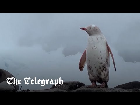 Rare white penguin found in Antarctica has leucism, belongs to Gentoo ...