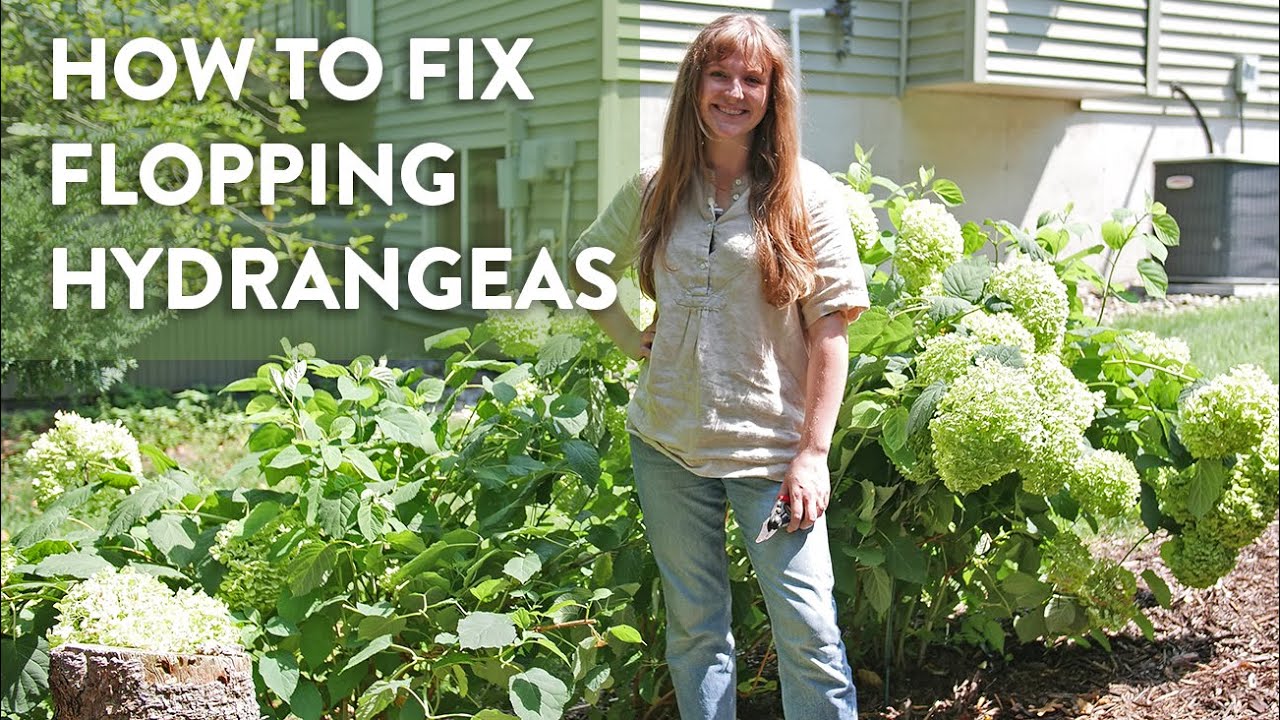 Why Is My Hydrangea Flopping Over? | 3 Reasons and How to Fix It