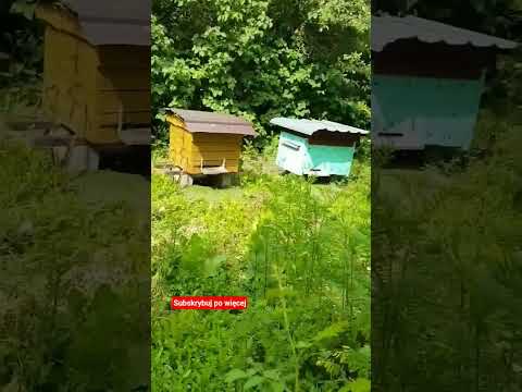 Jak pszczelarze robią kase? #farmer #bee #pasieka #beekeeper #pszczoly #beekeeping #honey #api