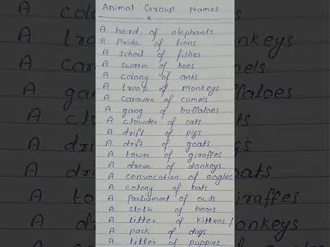 animal group names ll #shorts