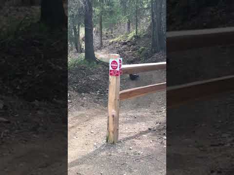 Wolverine Walks By Biker, Carrying Goat Head