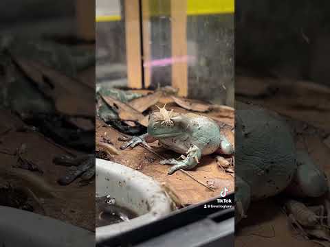 Australian Whites Tree Frog slow motion eating