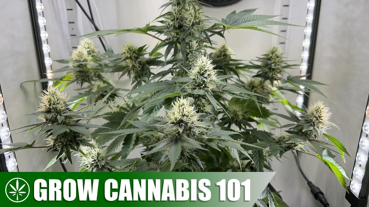 Tiny Cabinet Stealth Grow - Surprising Results!