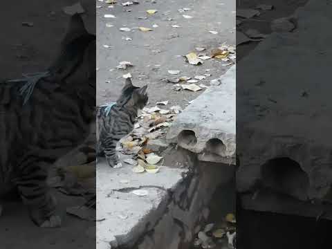 This cat quickly catches a mouse