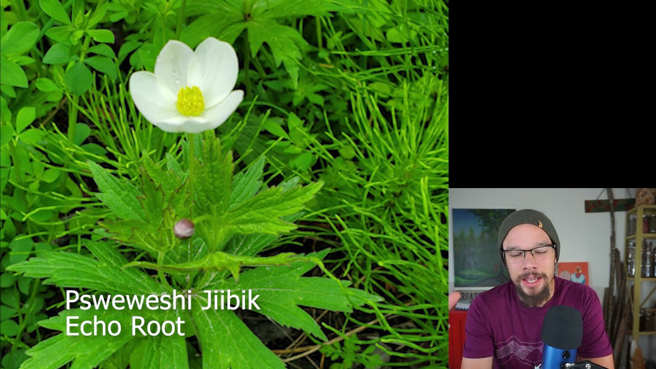 Anemone, canada - Wiisigibagohns, Psweweshijiibik - Anemone canadensis