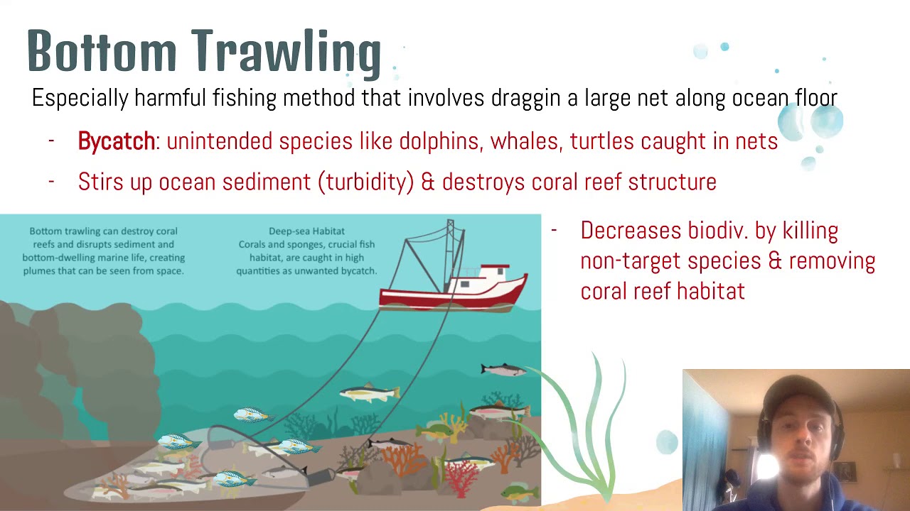 Understanding the Impacts of Overfishing: Environmental and Economic ...