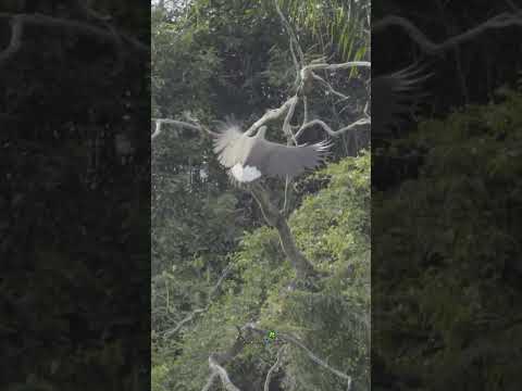 #greyheadedfisheagle drop its meal #sonyrx100vii