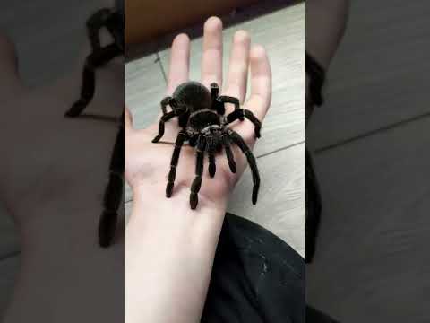 The GIANT birdeater tarantula